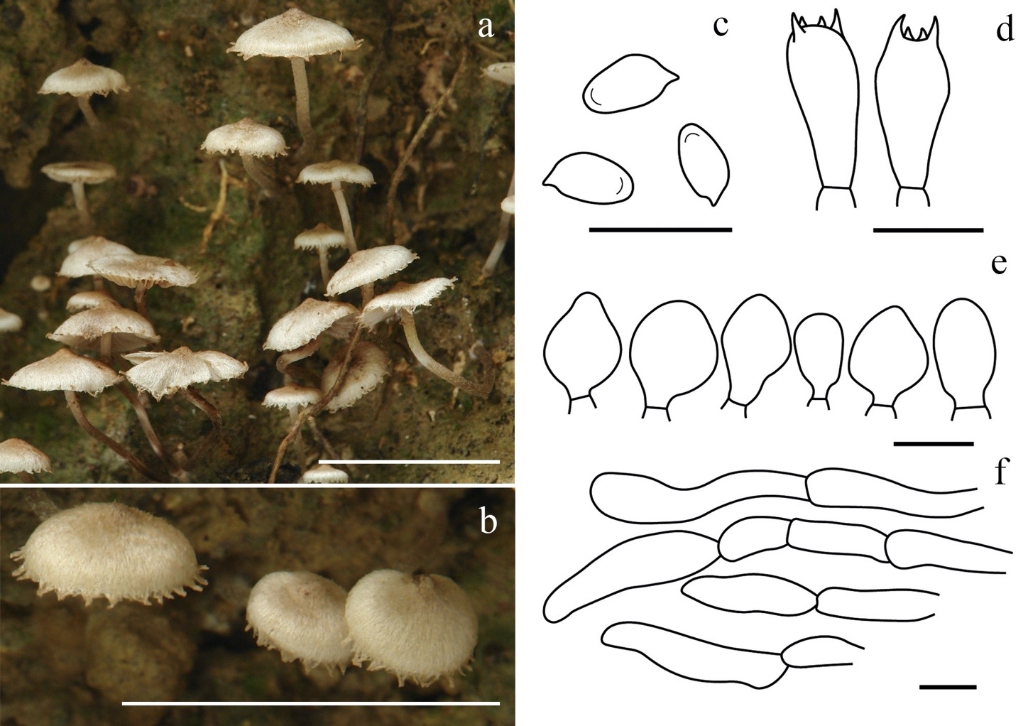12 loài nấm mới cho khoa học là kết quả nghiên cứu nổi bật của đề tài ...