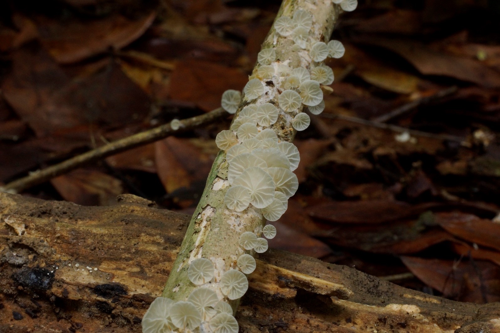 Đa dạng khu hệ nấm vườn quốc gia Cát Bà