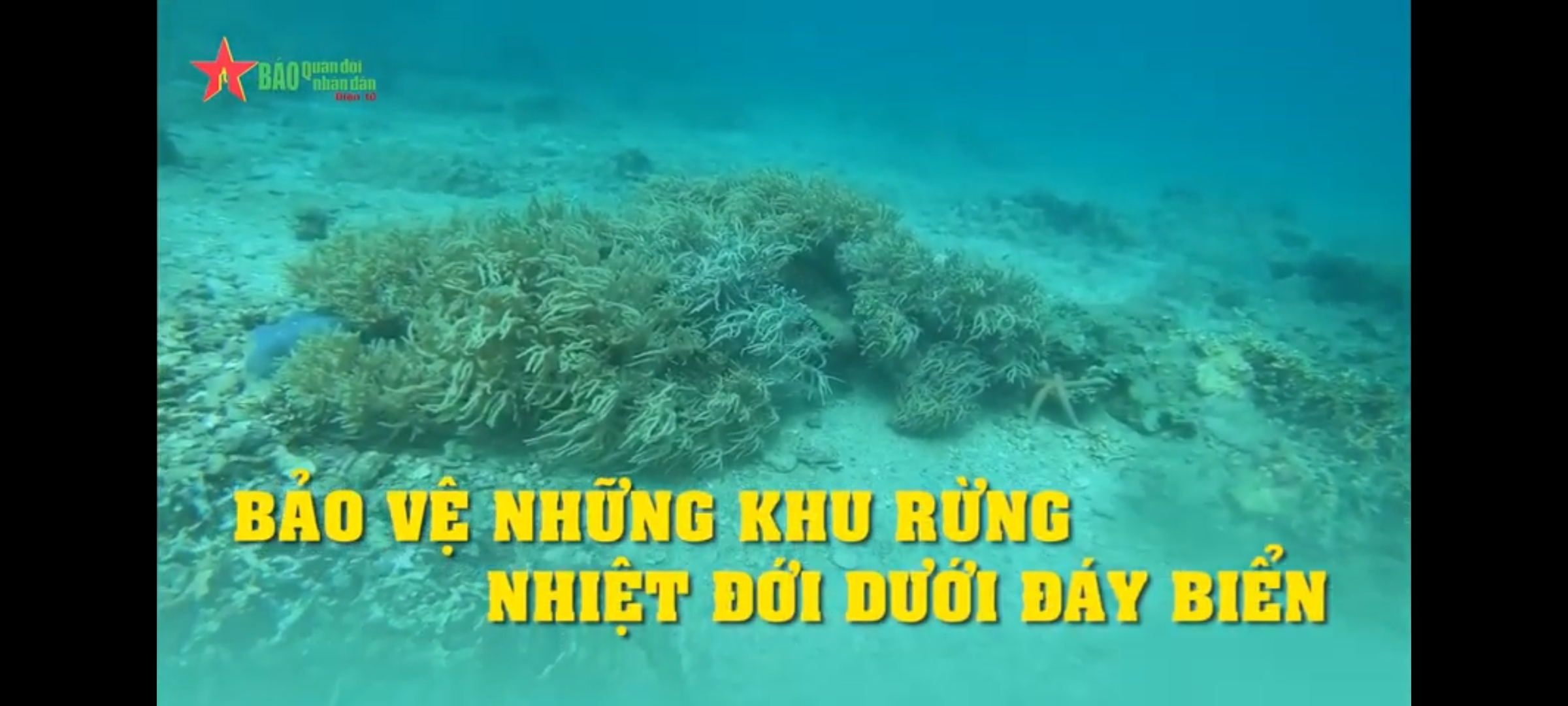 B o V Nh ng Khu R ng Nhi t i D i y Bi n